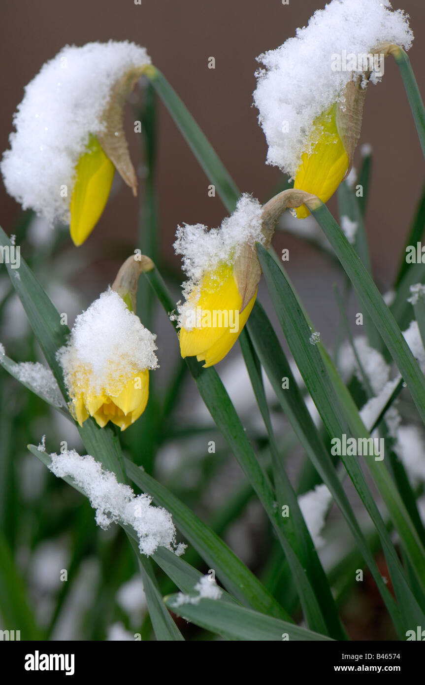 Lent Lily, Tenby Daffodil (Narcissus pseudonarcissus) snow covered ...