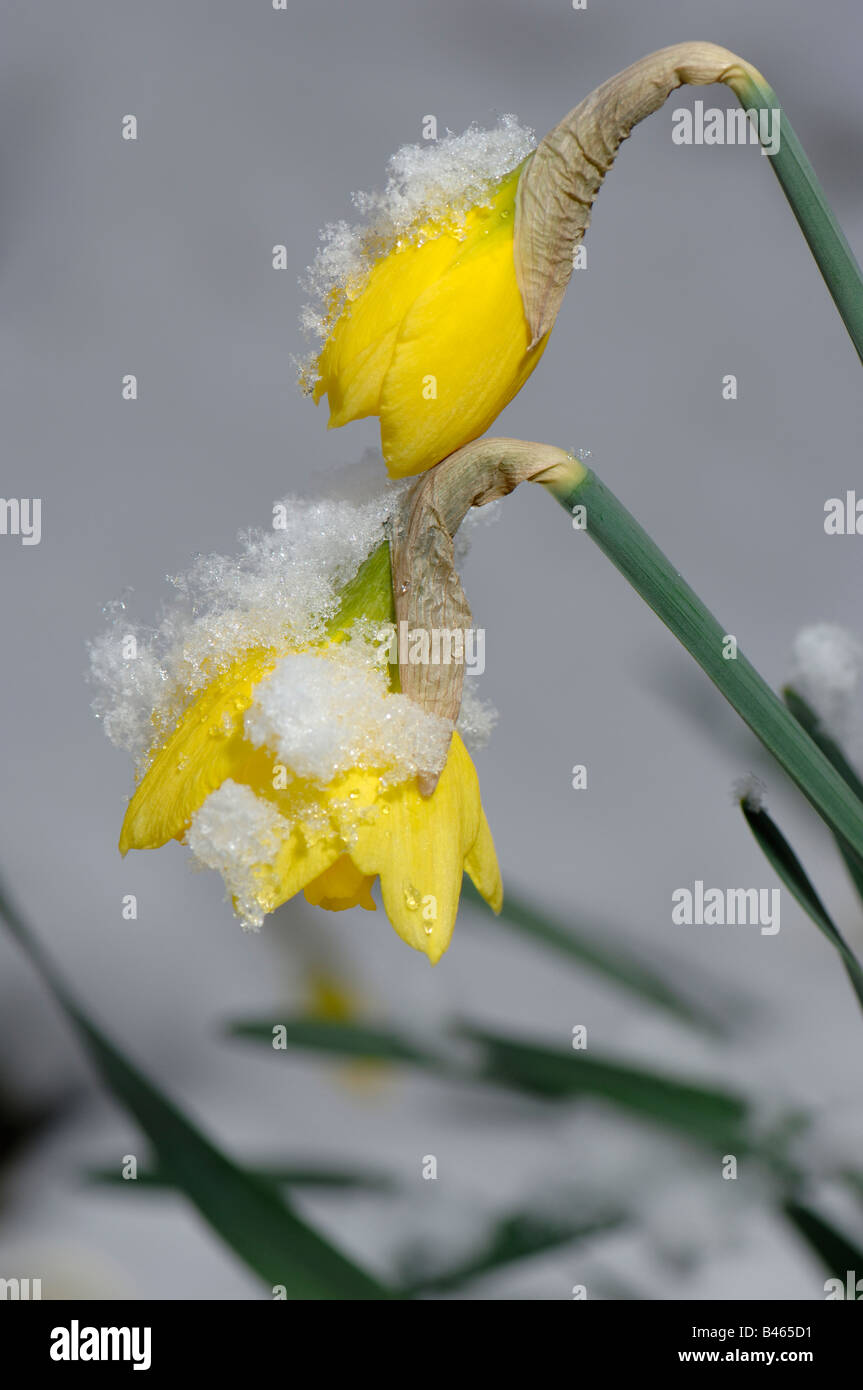 Lent Lily, Tenby Daffodil (Narcissus pseudonarcissus) snow covered ...