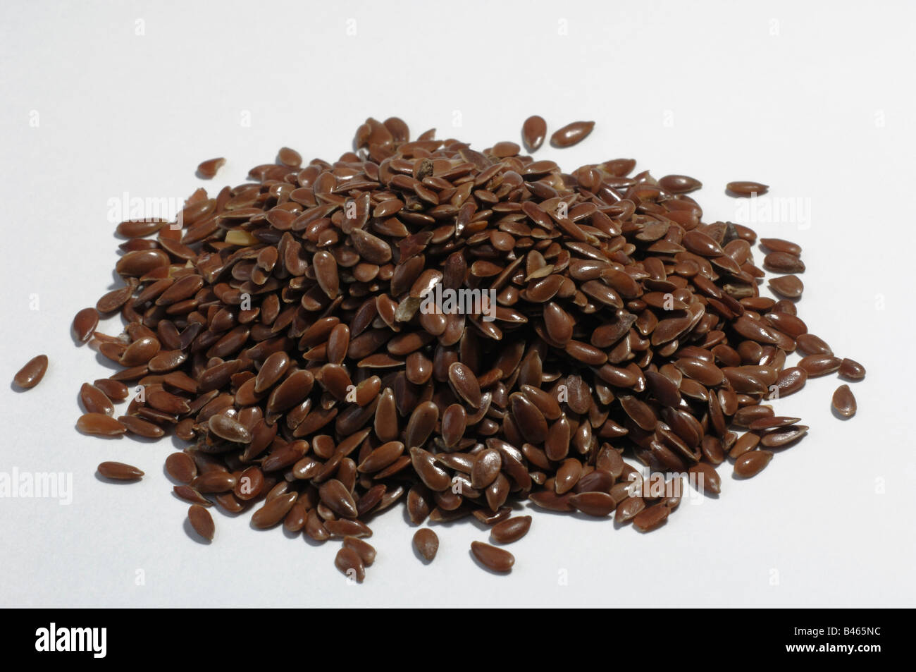 Common Flax (Linum usitatissimum), seeds studio picture Stock Photo - Alamy