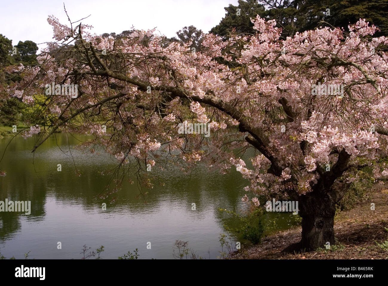 Cherry blossoms on a venerable cherry tree that lives in Golden Gate ...