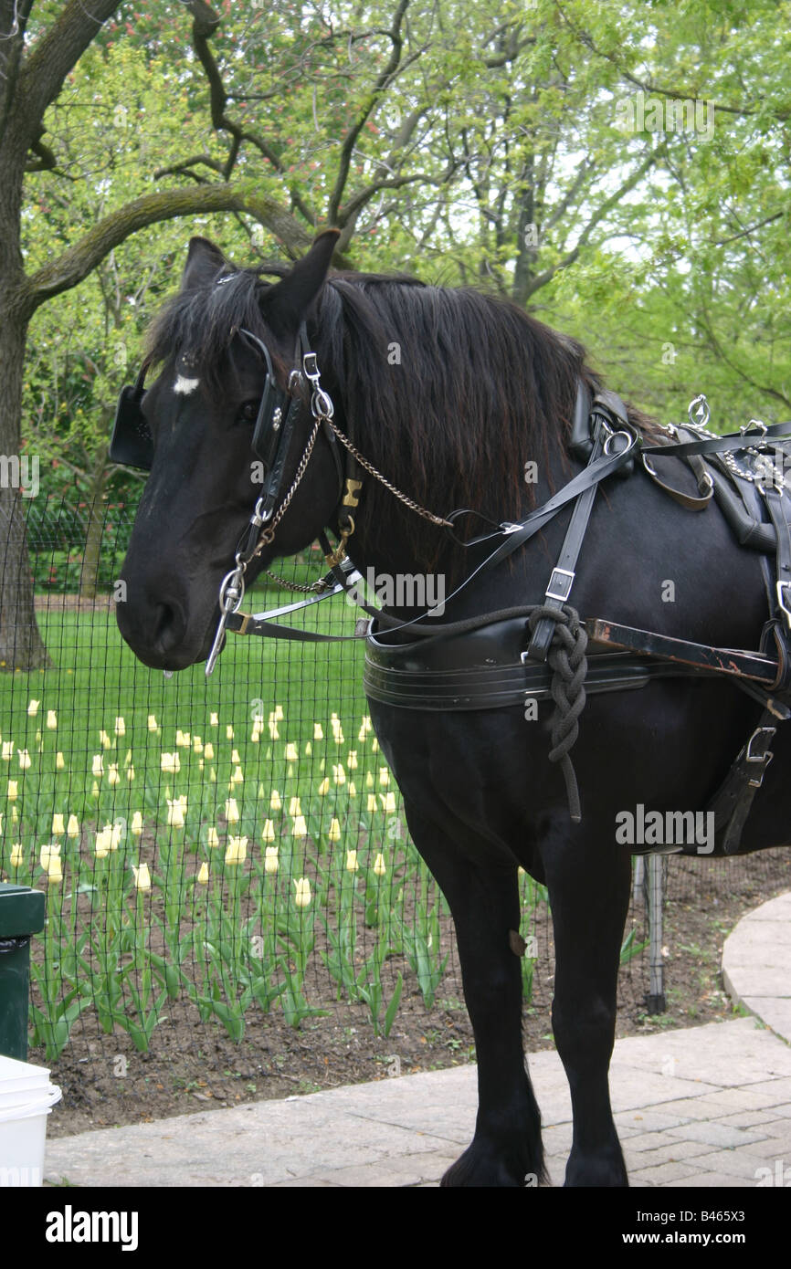 Carriage horse harness hi-res stock photography and images - Alamy