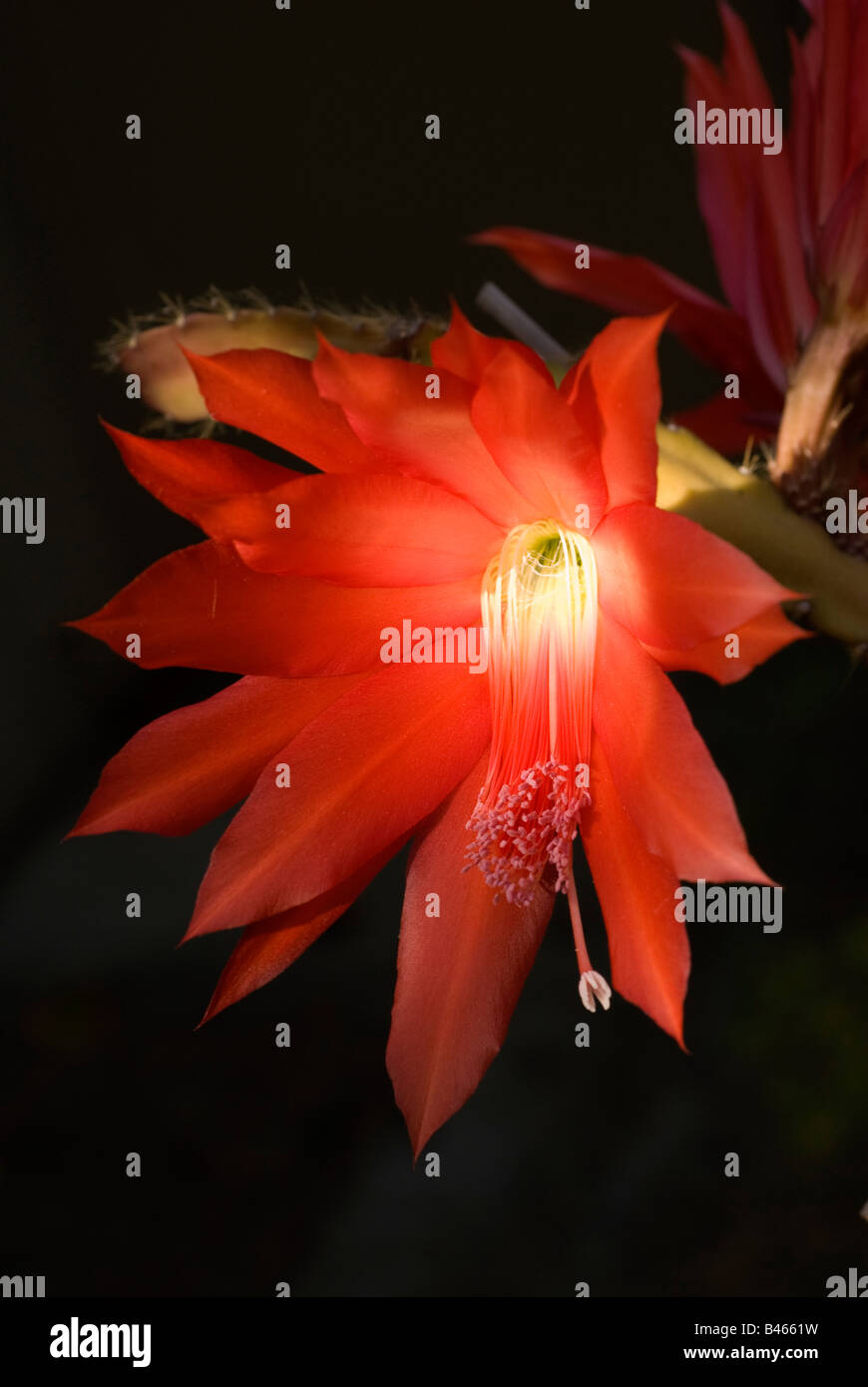 Bloom cactus hi-res stock photography and images - Alamy