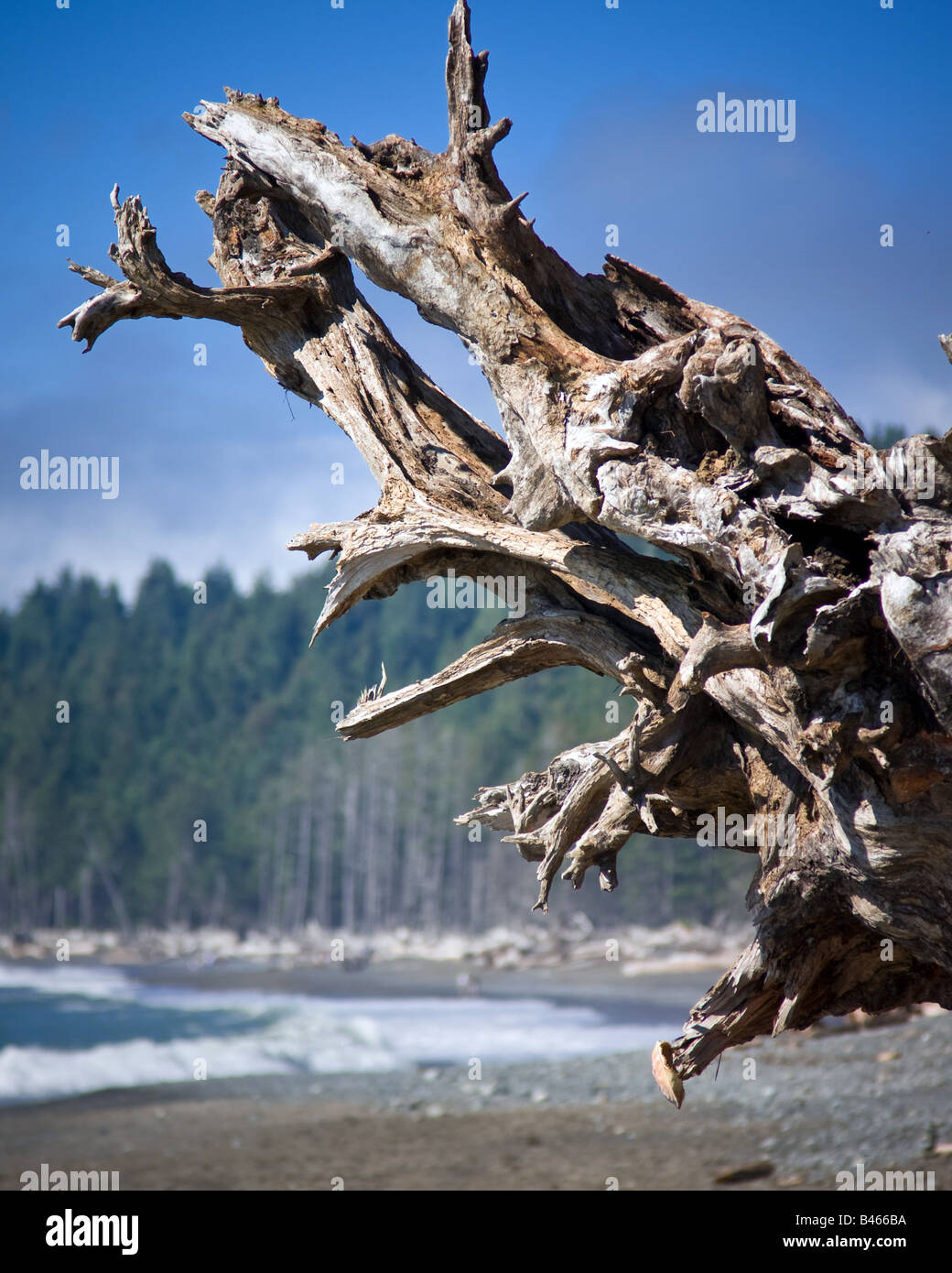 Petrified woods hi-res stock photography and images - Alamy