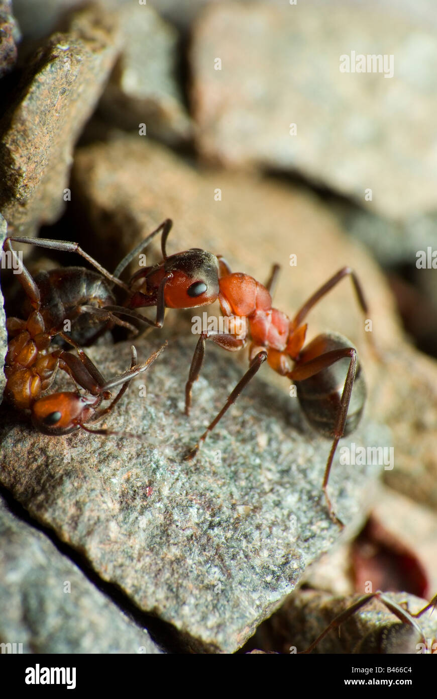 Formica rufa acid hi-res stock photography and images - Alamy