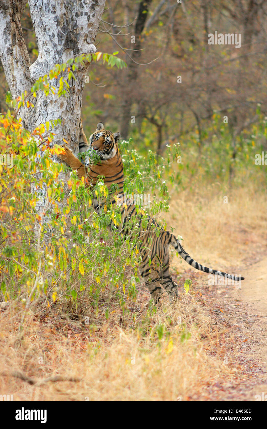 Tiger scent marking High Resolution Stock Photography and Images - Alamy