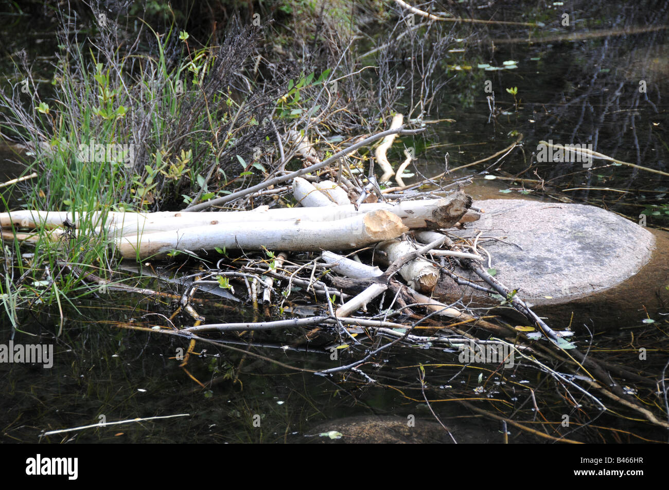 Beaver damage to Aspen trees Stock Photo - Alamy