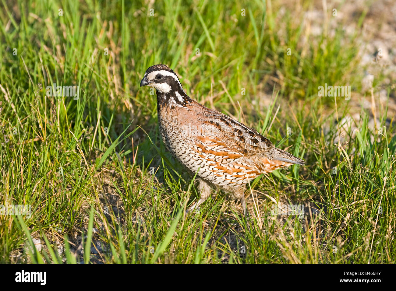 Bobwhite Quail In Missouri