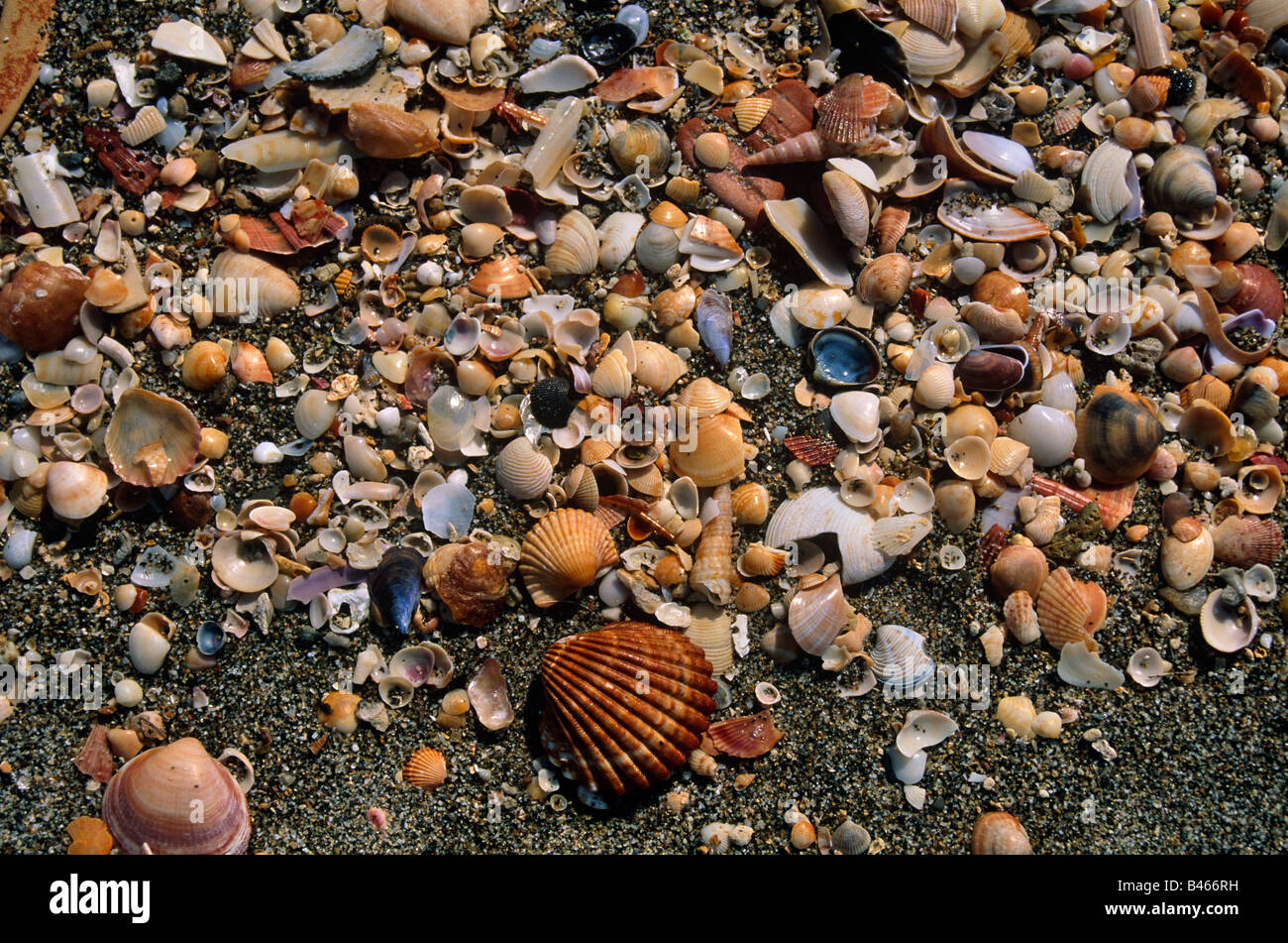 Wet shells Some whole Some broken Wet pebbles SEA SHELLS ANDALUCIA ...