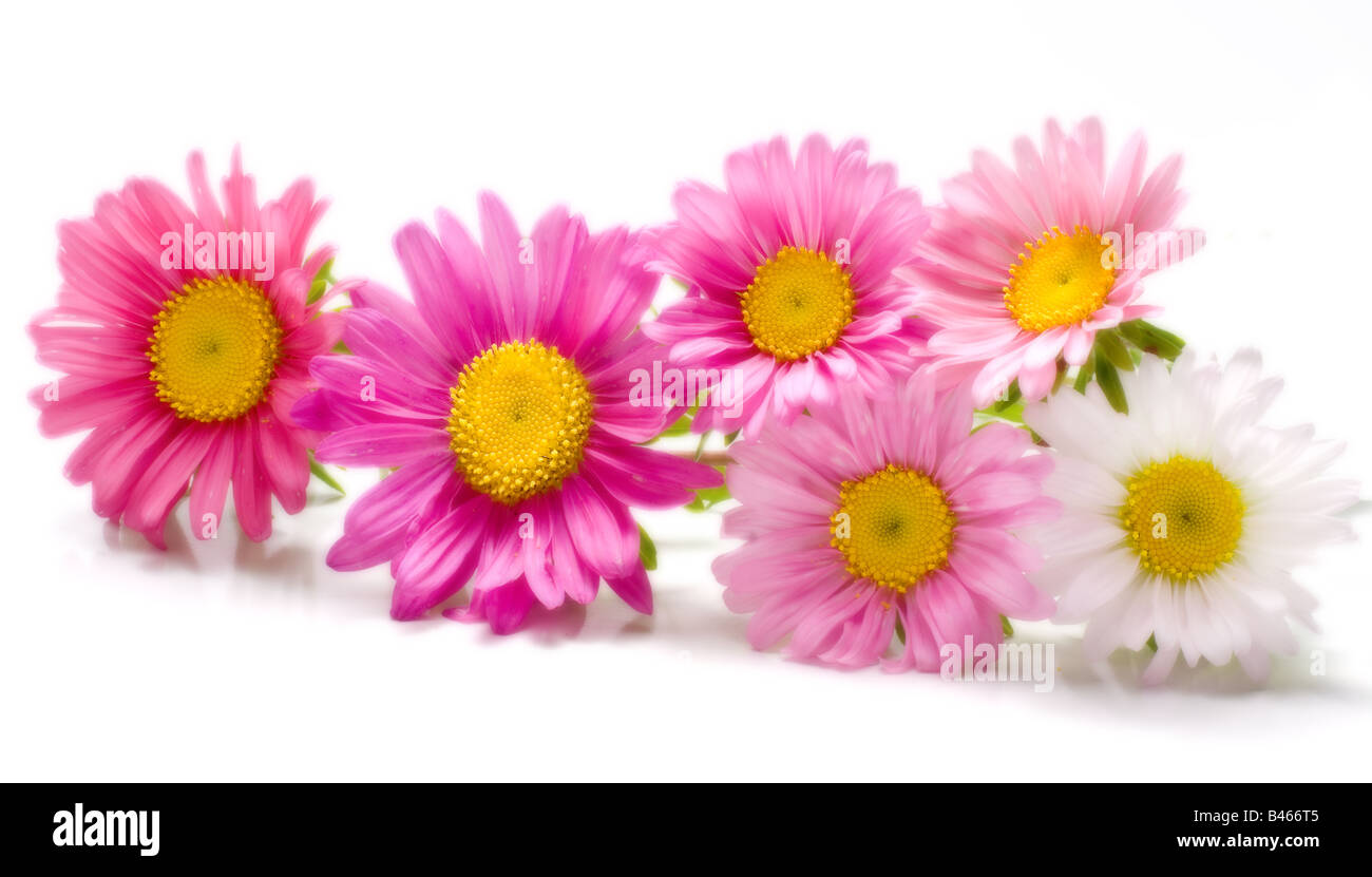 Isolated flowers hi-res stock photography and images - Alamy