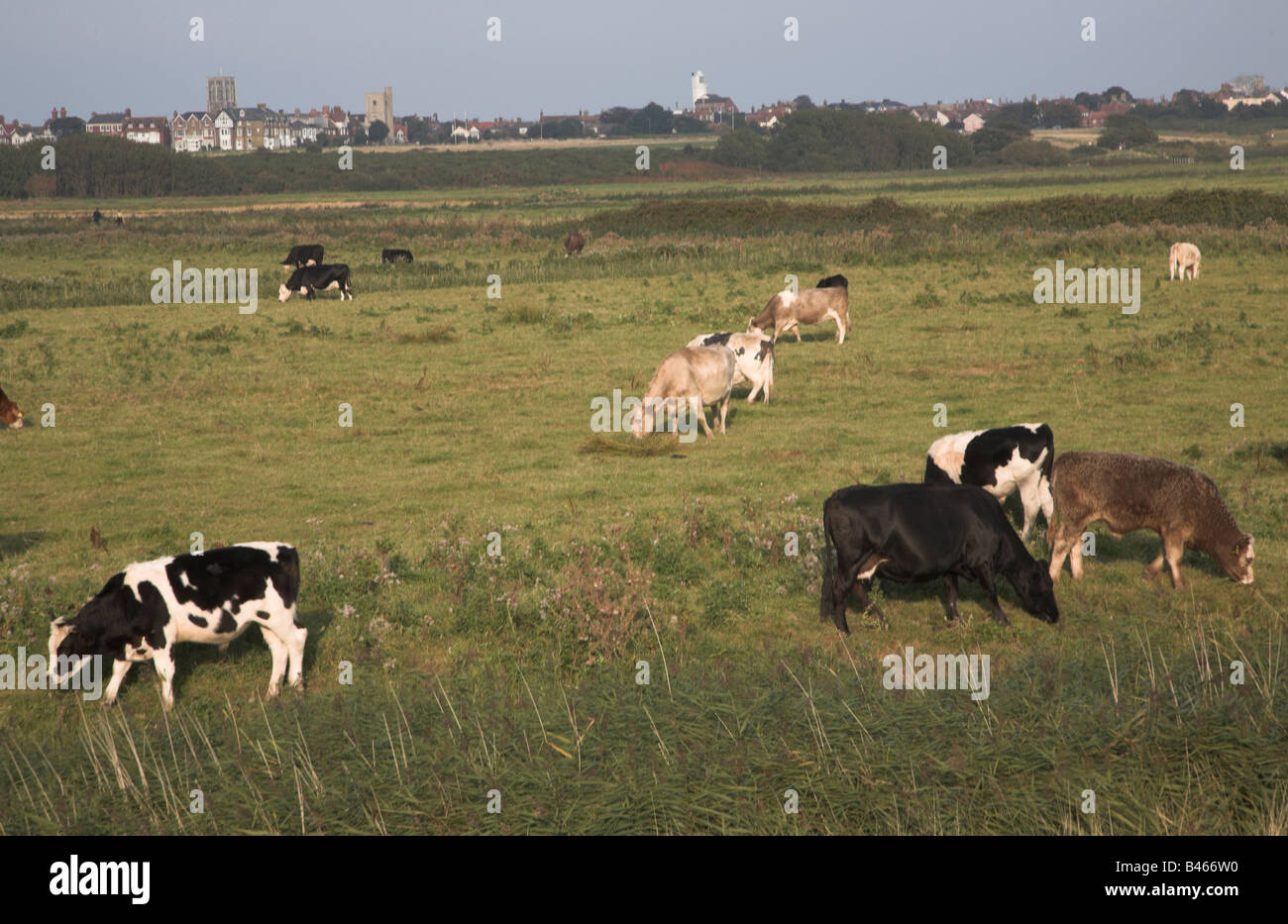 Cattle graze on marsh water meadows looking towards Southwold, Suffolk ...