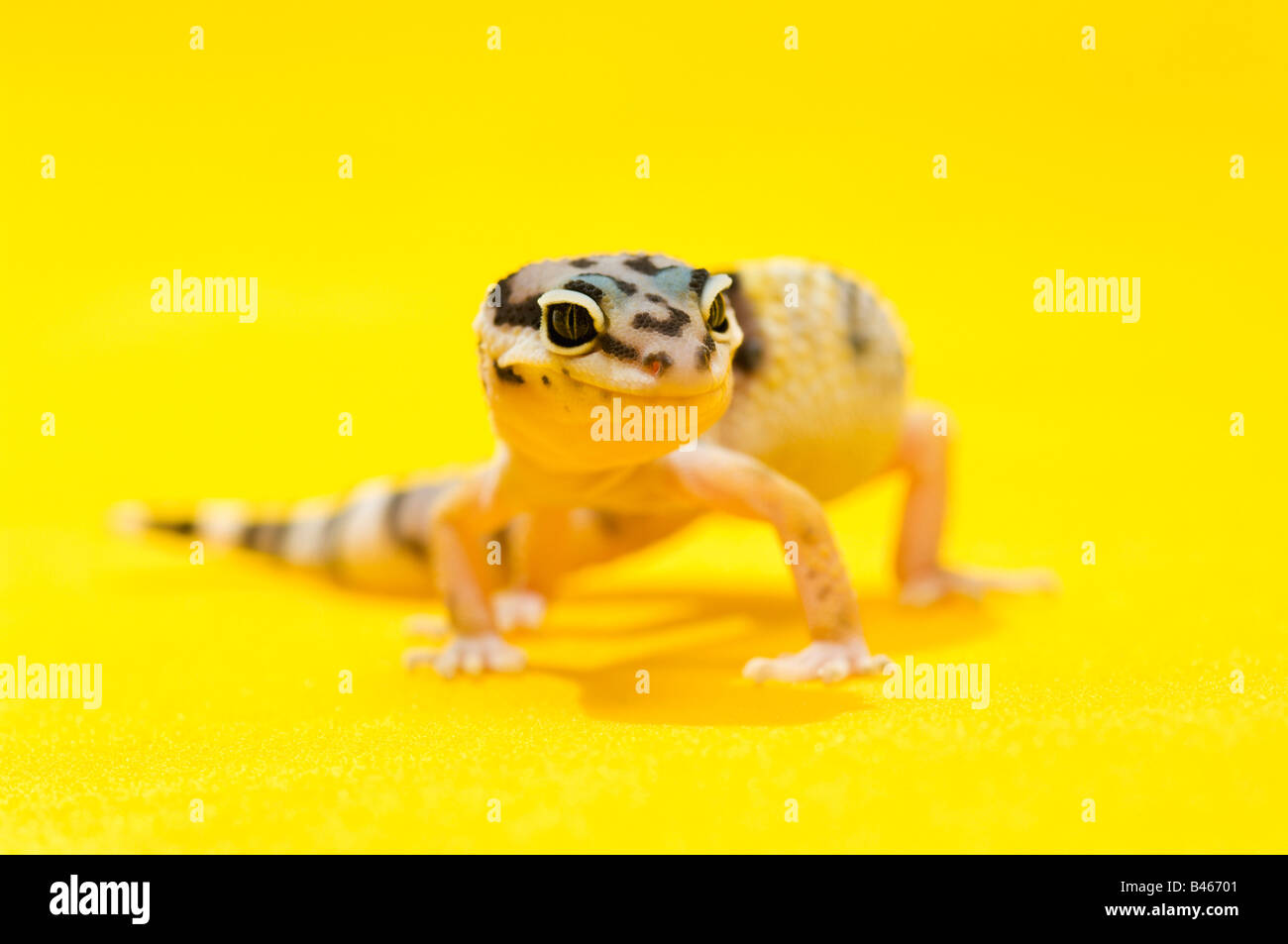 Baby leopard gecko hi-res stock photography and images - Alamy