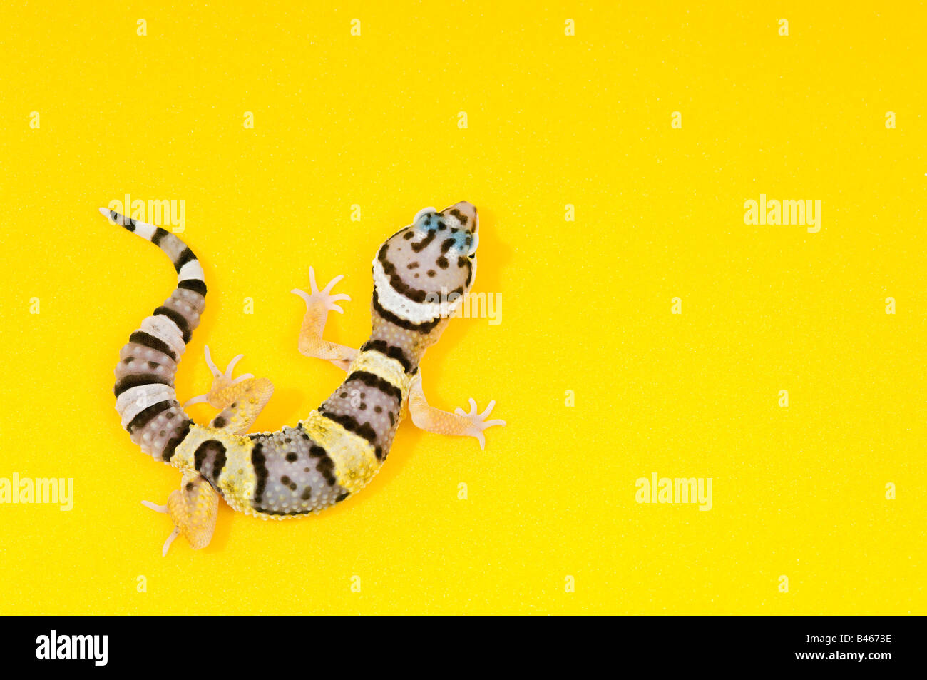 Baby Leopard Gecko Stock Photo - Alamy