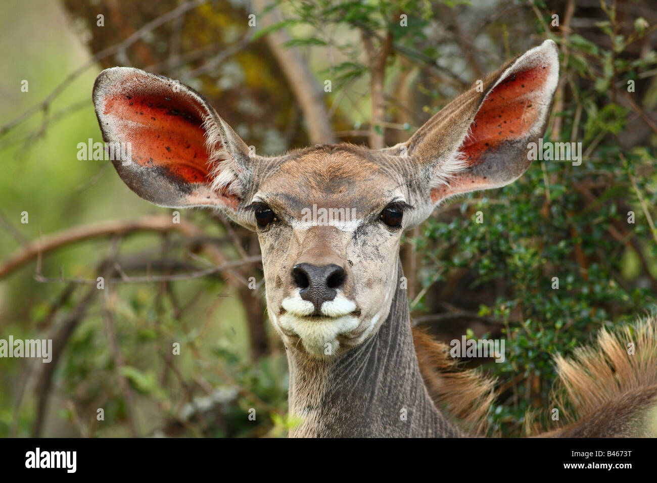 A Kudu listening with big ears Stock Photo - Alamy