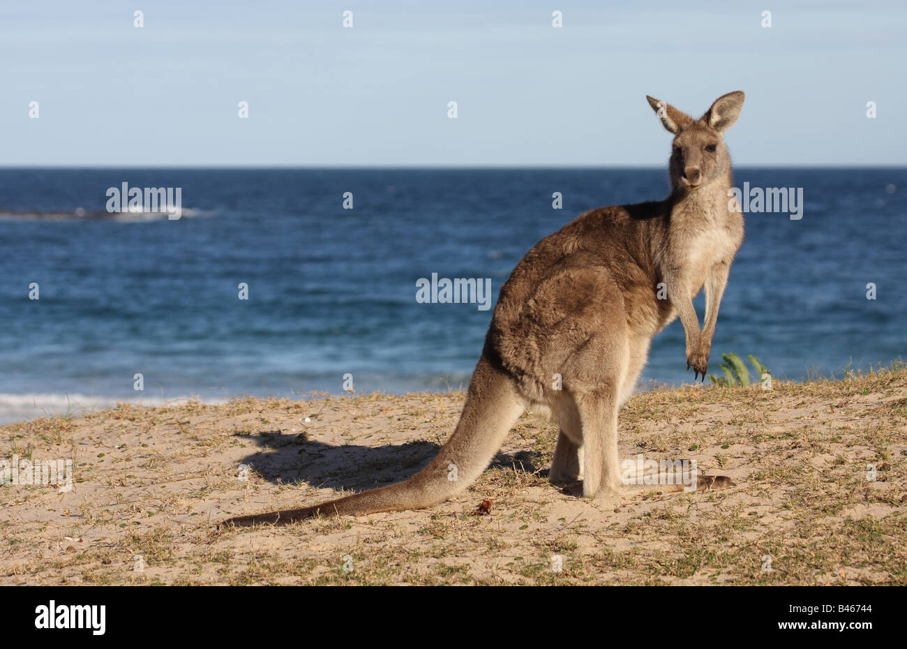 Kangaroo on beach hi-res stock photography and images - Alamy