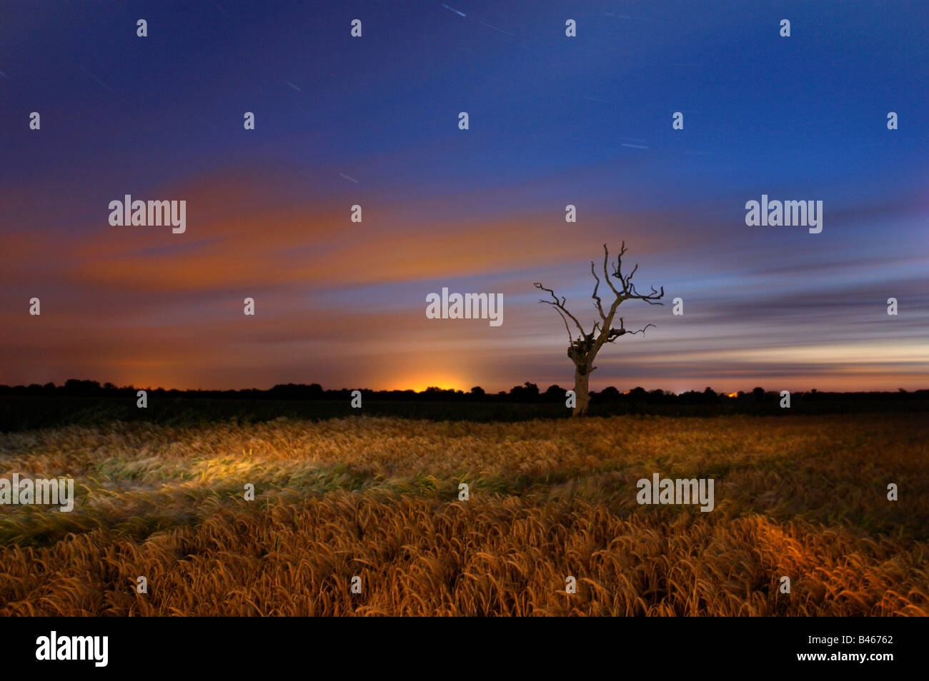 Dead tree & Barley Field photographed during a long exposure at night ...