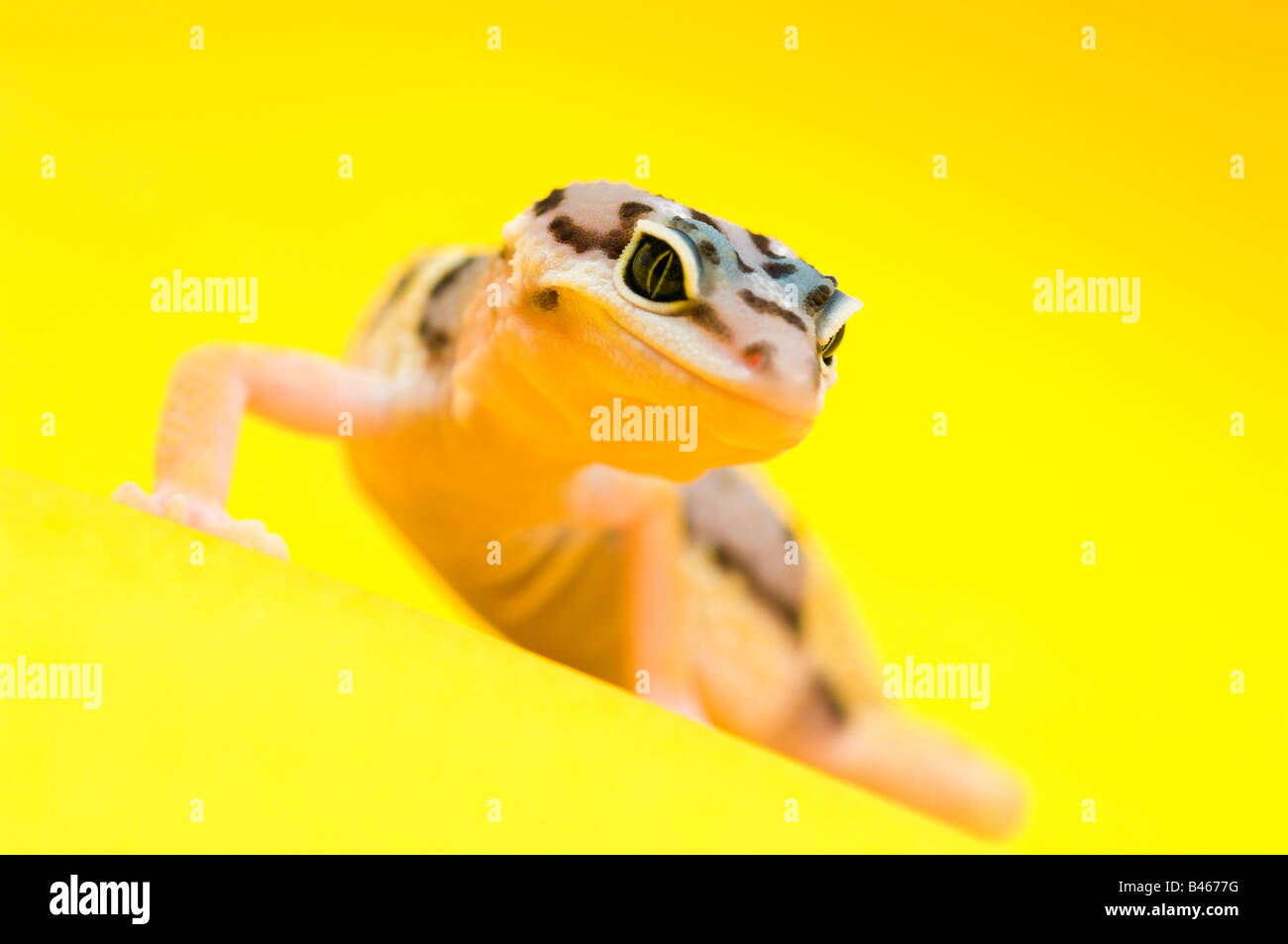 Baby Leopard Gecko Stock Photo - Alamy
