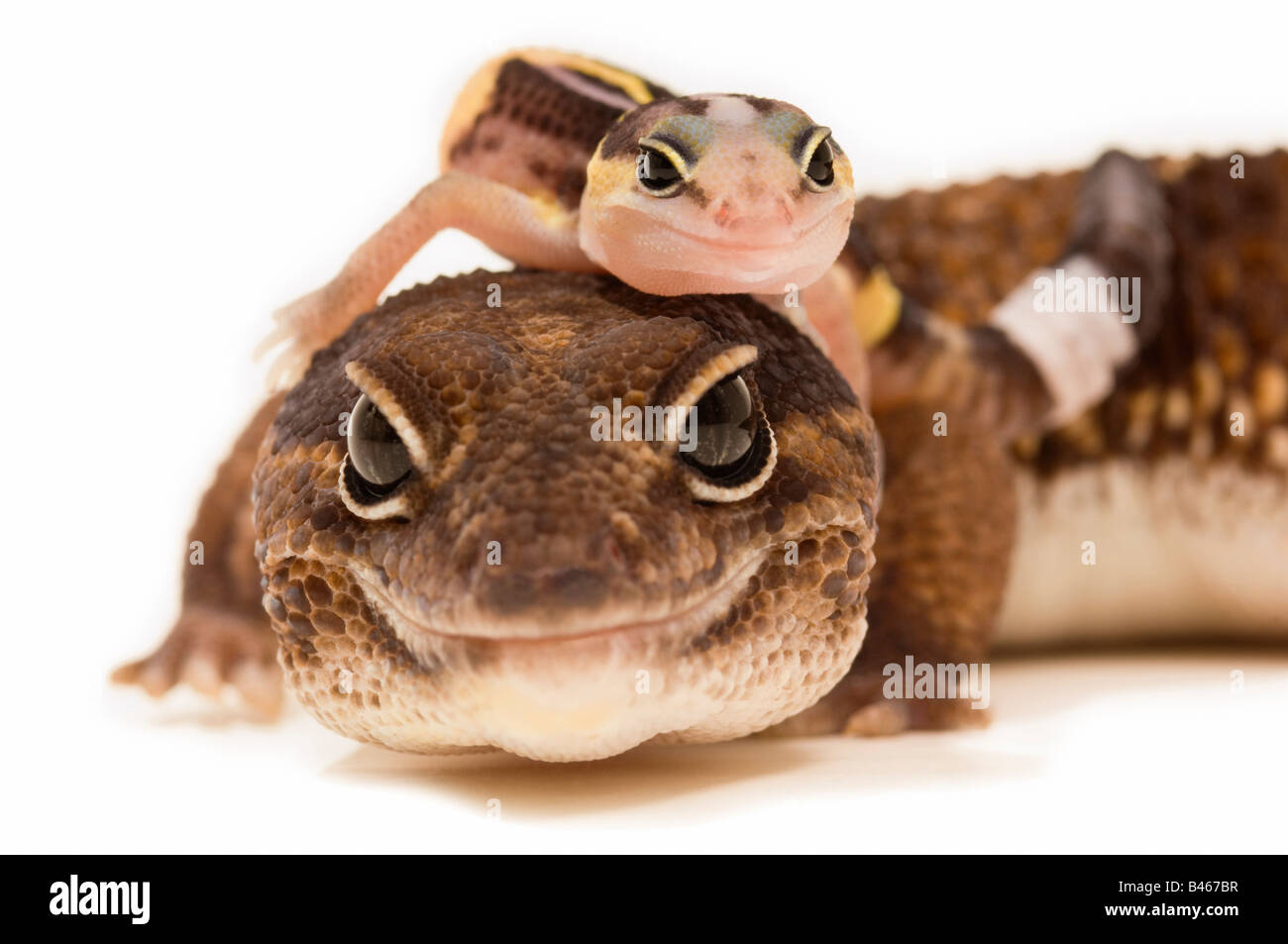 African Fat-Tailed Geckos Stock Photo - Alamy