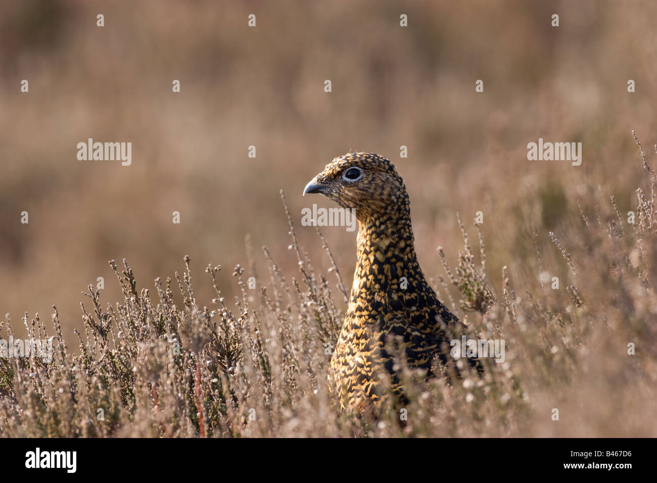 Female red grouse hi-res stock photography and images - Alamy