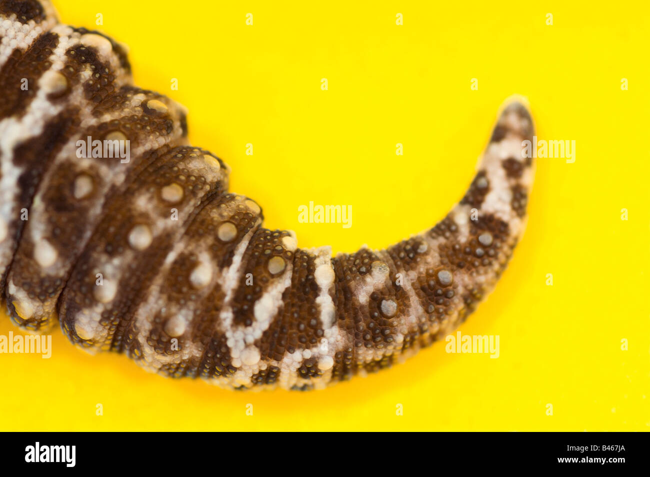 Adult Leopard Gecko tail Stock Photo - Alamy