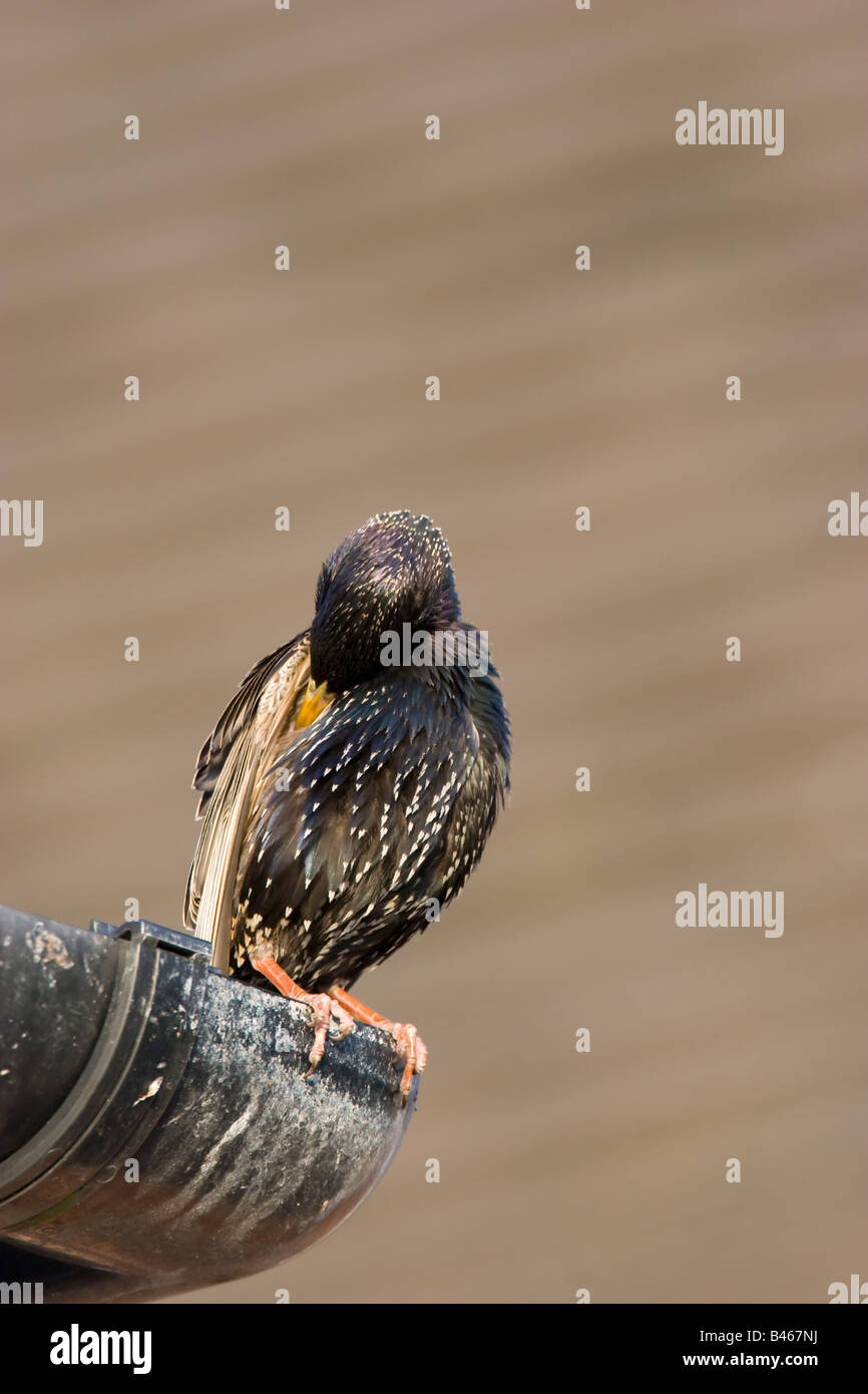 Adult European Starling Sternus vulgaris preening whilst sitting on ...