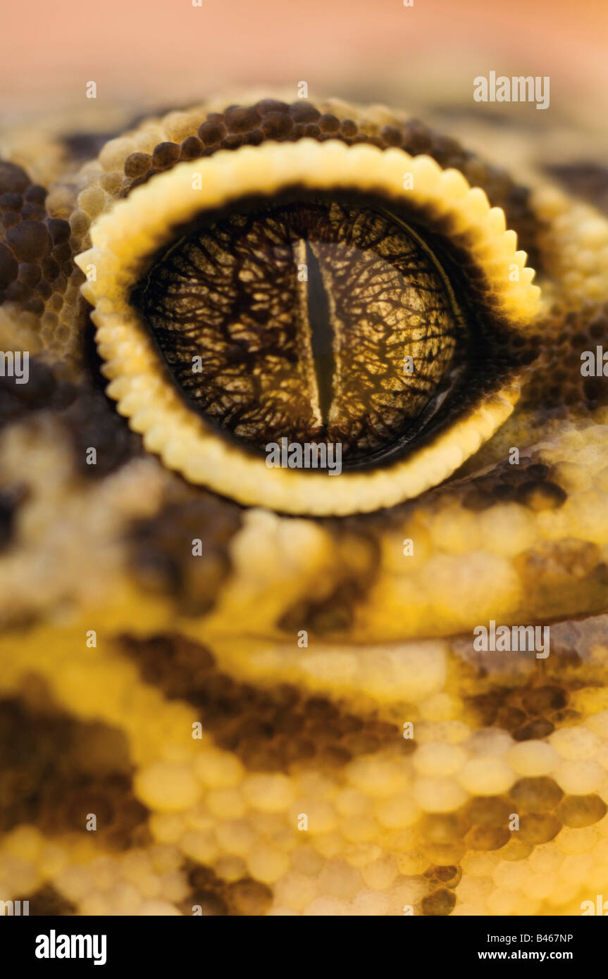 Adult Leopard Gecko Stock Photo - Alamy