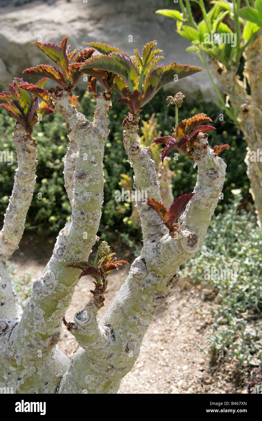 Succulent Grape, Cyphostemma juttae, Vitaceae, Namibia, South Africa ...