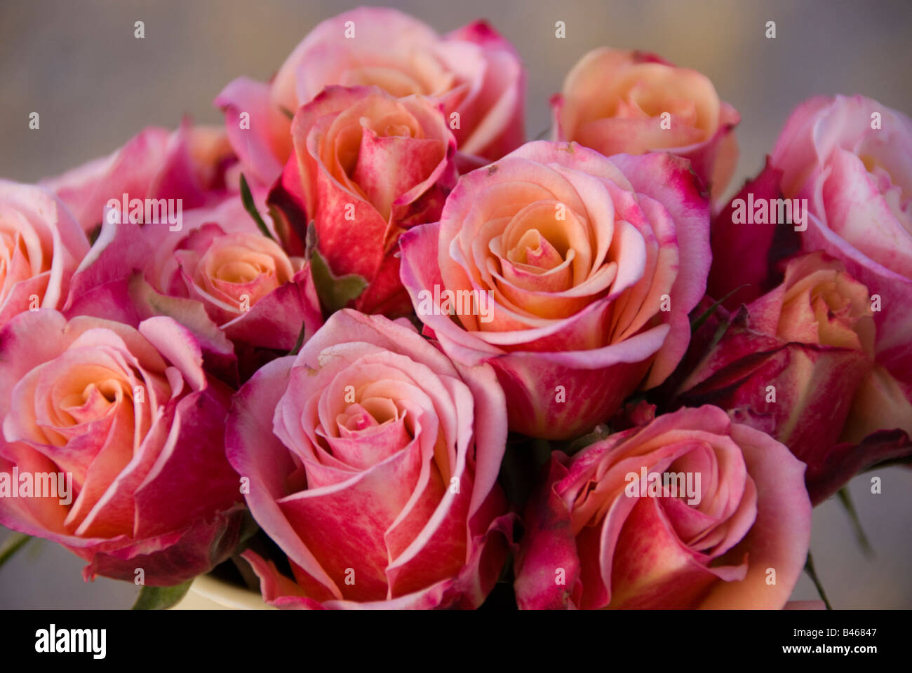 Pink roses, arranged with neutral background Stock Photo - Alamy