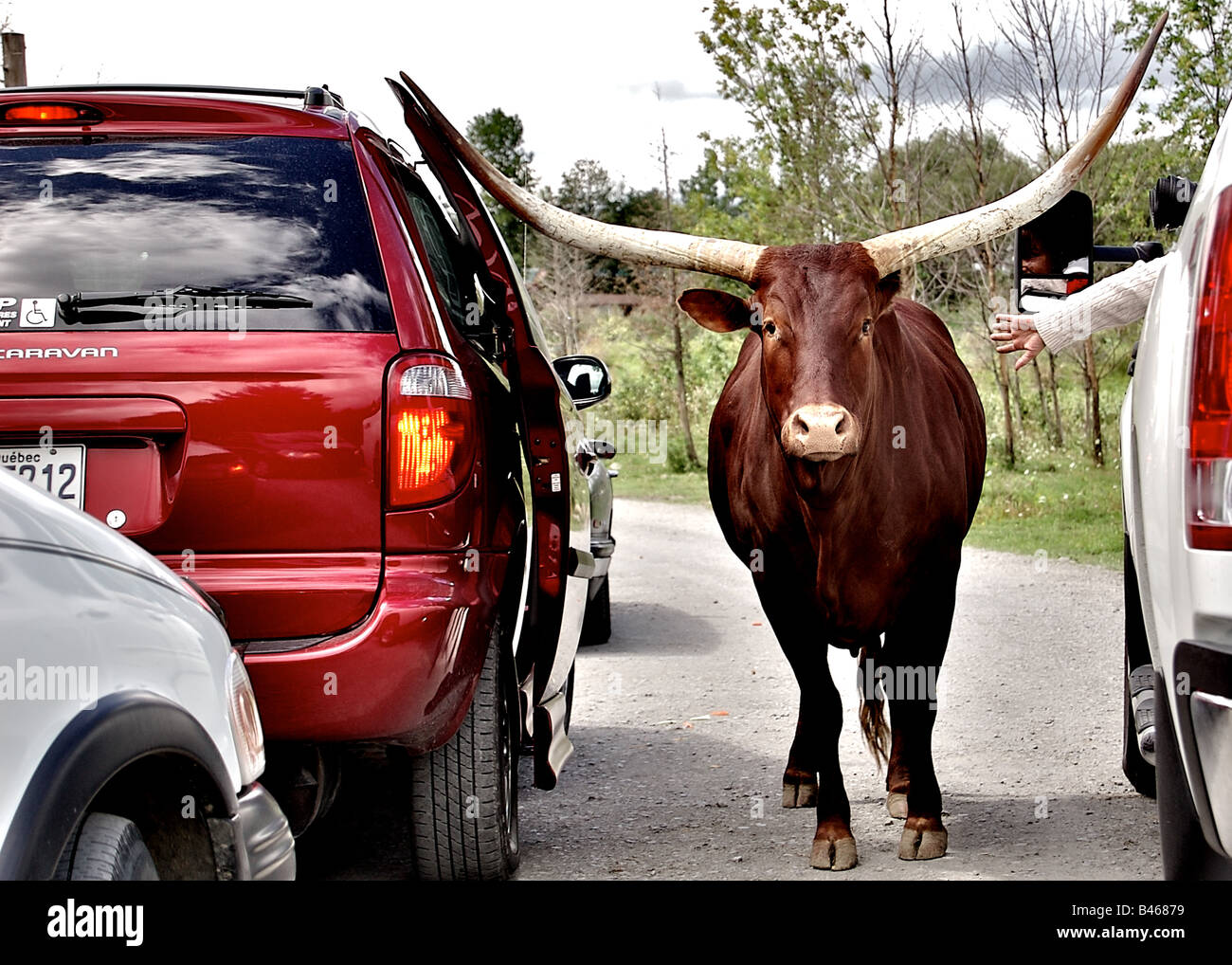 african longhorn taking a stroll between cars and staring at the camera ...