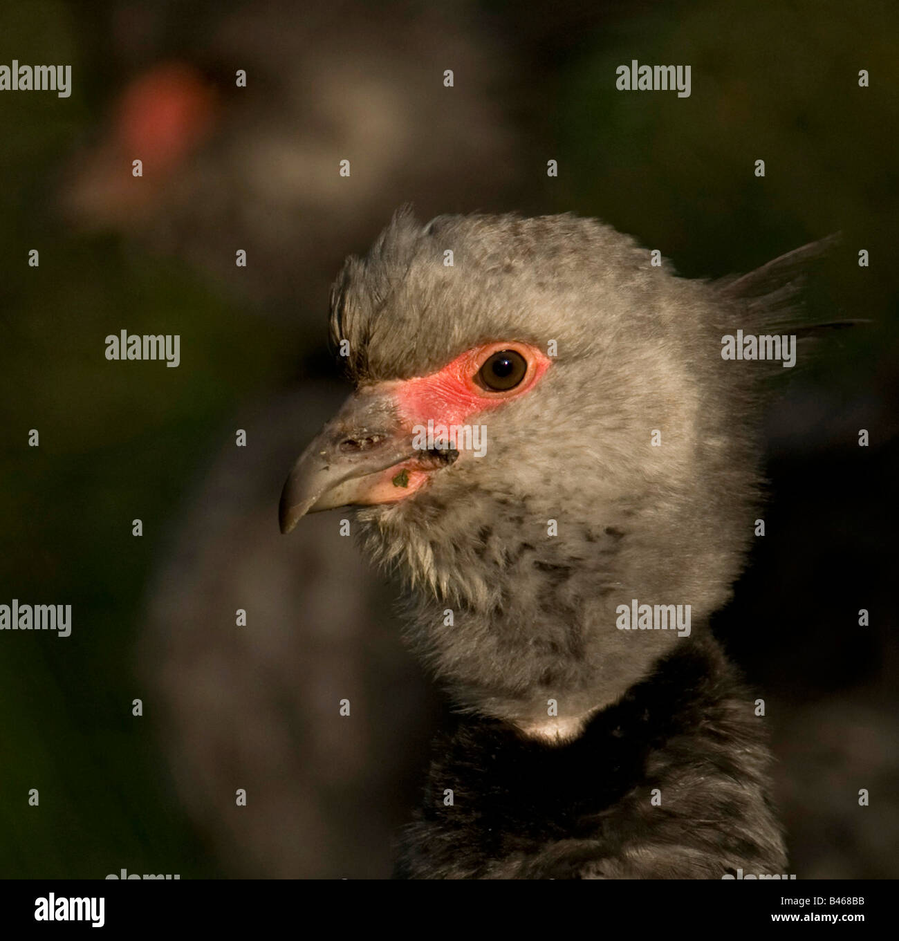 Large gray bird hi-res stock photography and images - Alamy