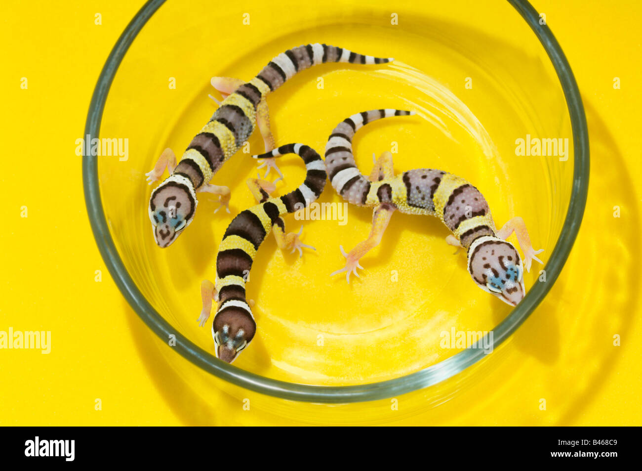 Baby leopard gecko hi-res stock photography and images - Alamy