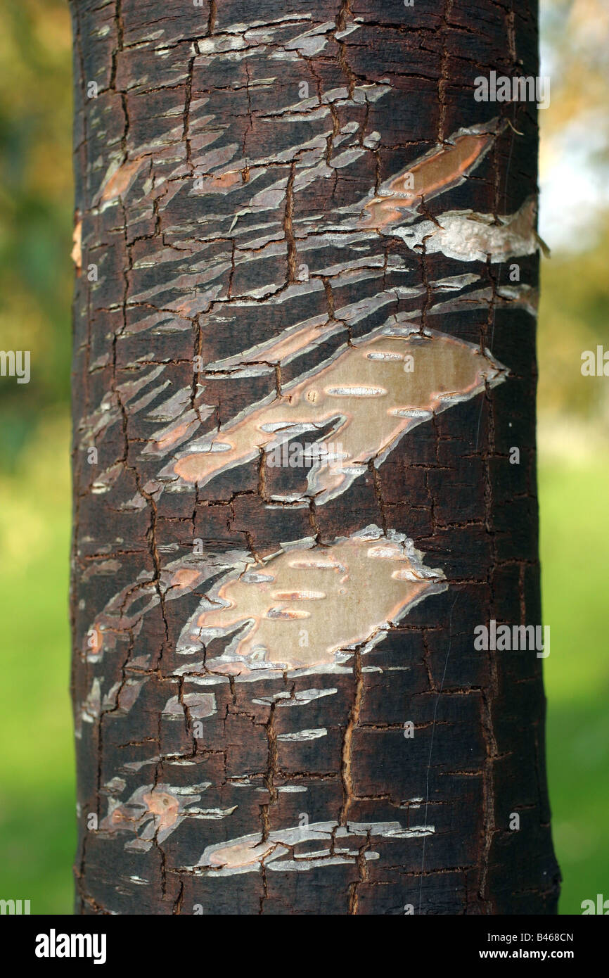 Silverbirch tree bark hi-res stock photography and images - Alamy