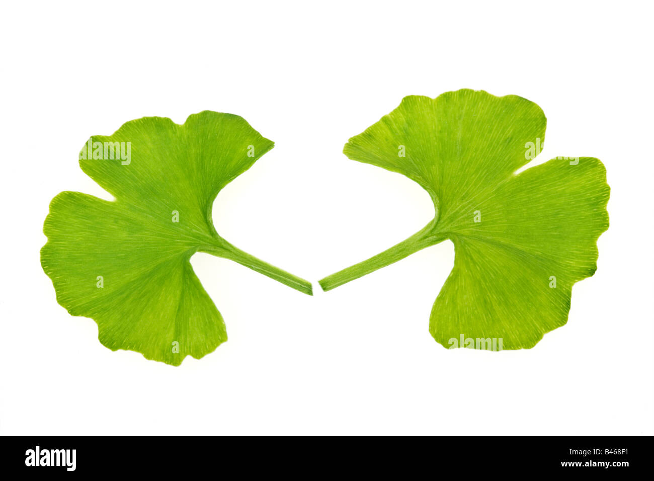 Gingko tree Cut Out Stock Images & Pictures - Alamy