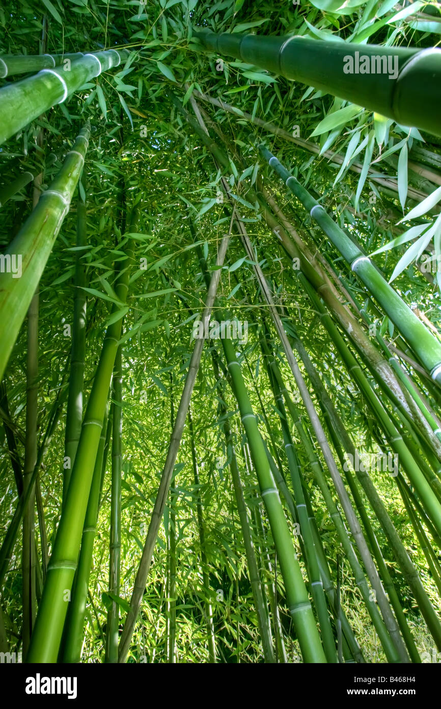 Inside bamboo hi-res stock photography and images - Alamy
