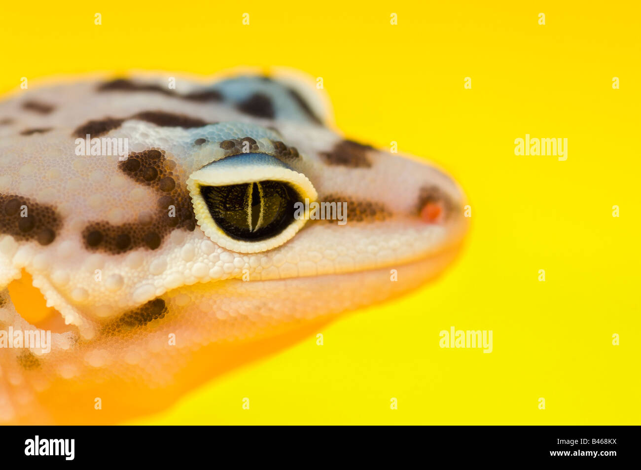 Baby Leopard Gecko High Resolution Stock Photography and Images - Alamy