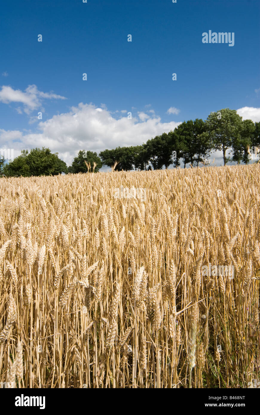 wheat growing in a field in the countryside Stock Photo - Alamy