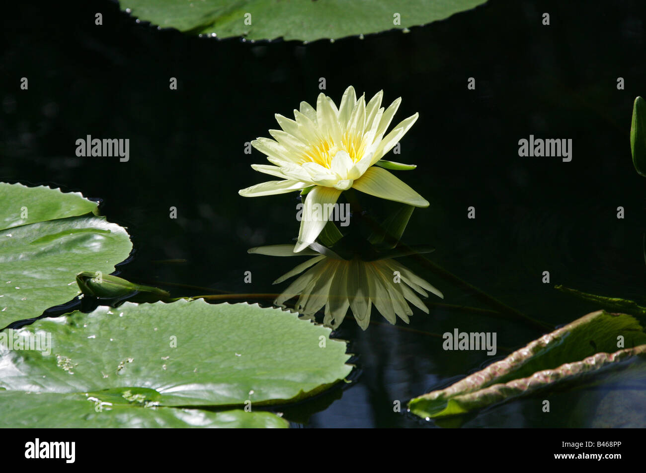 Water Lily Nymphaea Nymphaeaceae Stock Photo - Alamy
