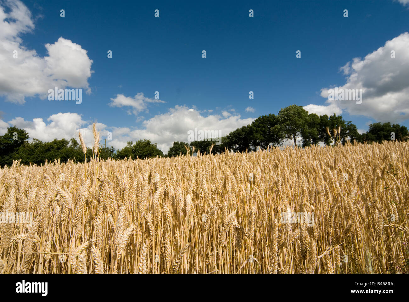 wheat growing in a field in the countryside Stock Photo - Alamy