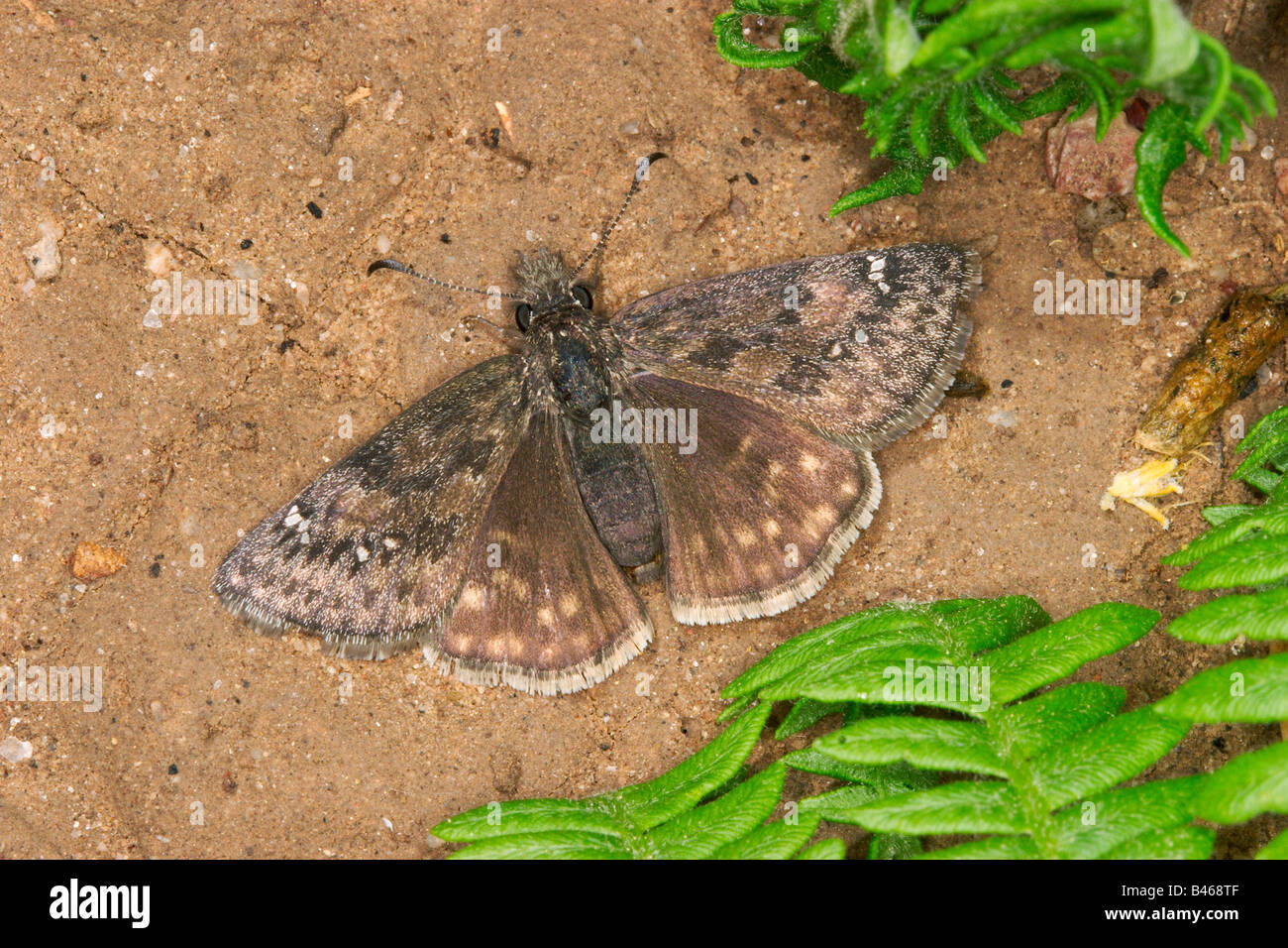 Persius Duskywing Erynnis persius south of Alpine Arizona United States ...