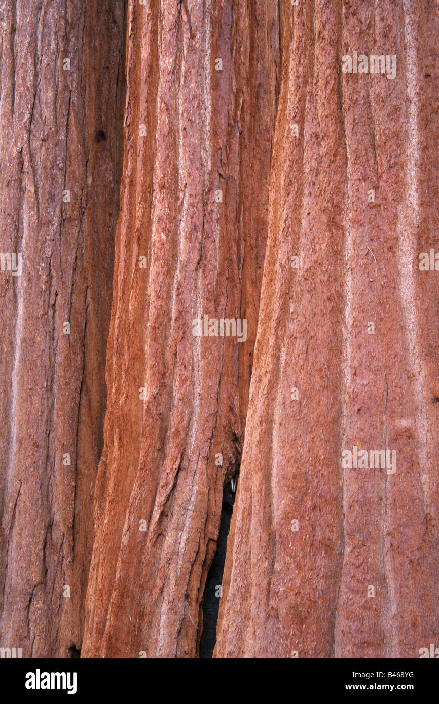 three huge trunks of giant sequoia trees (sequoiadenron giganteum Stock ...