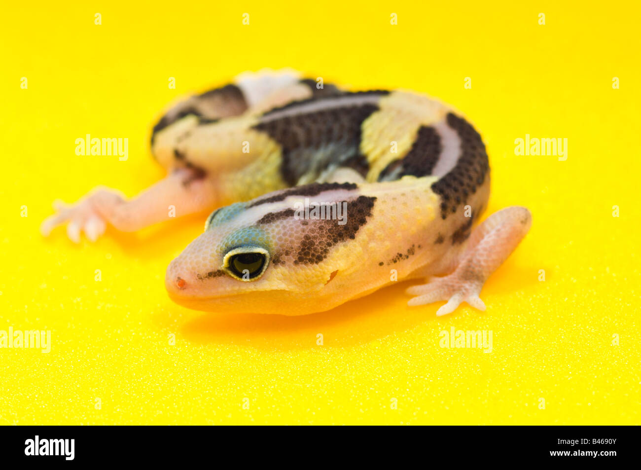 African fat tailed gecko hi-res stock photography and images - Alamy