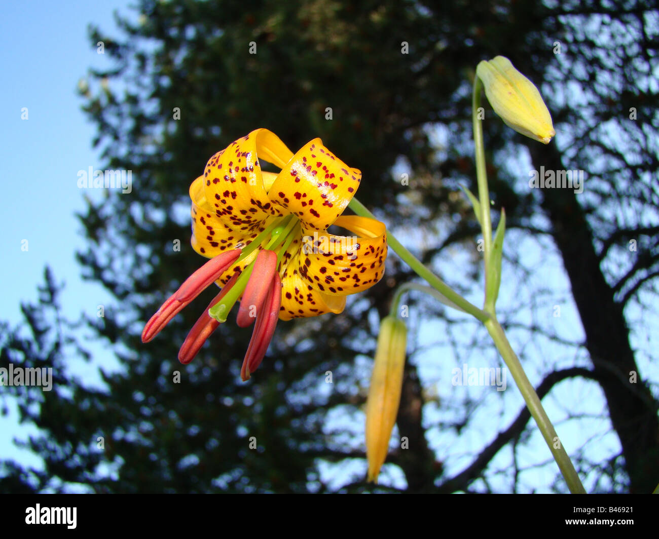 Closeup of wild Columbia Lily, Lilium columbianum. A wildflower in ...