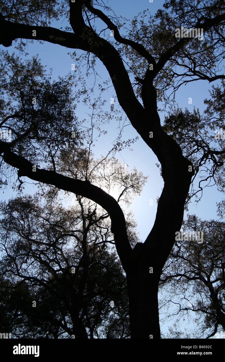 stately oak tree silhouette in micke grove park in lodi, california ...