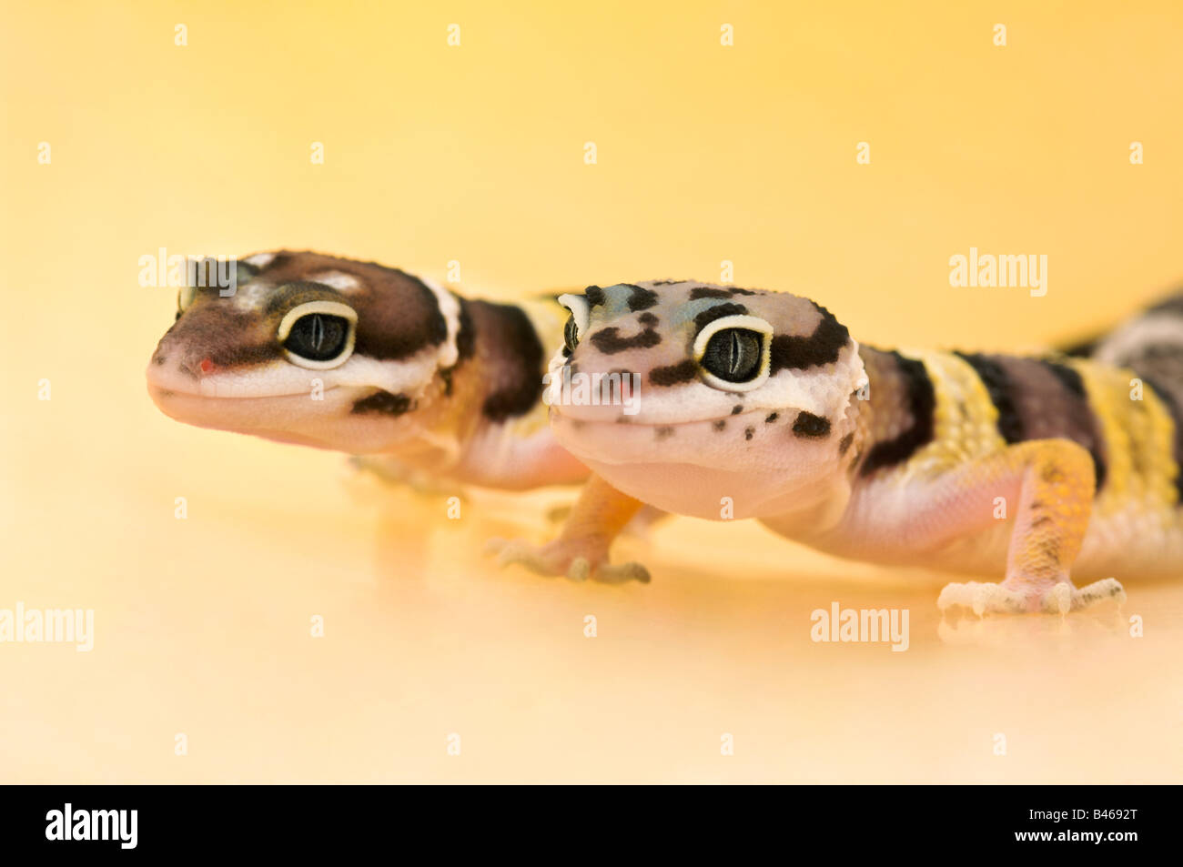 Baby Leopard Geckos Stock Photo - Alamy
