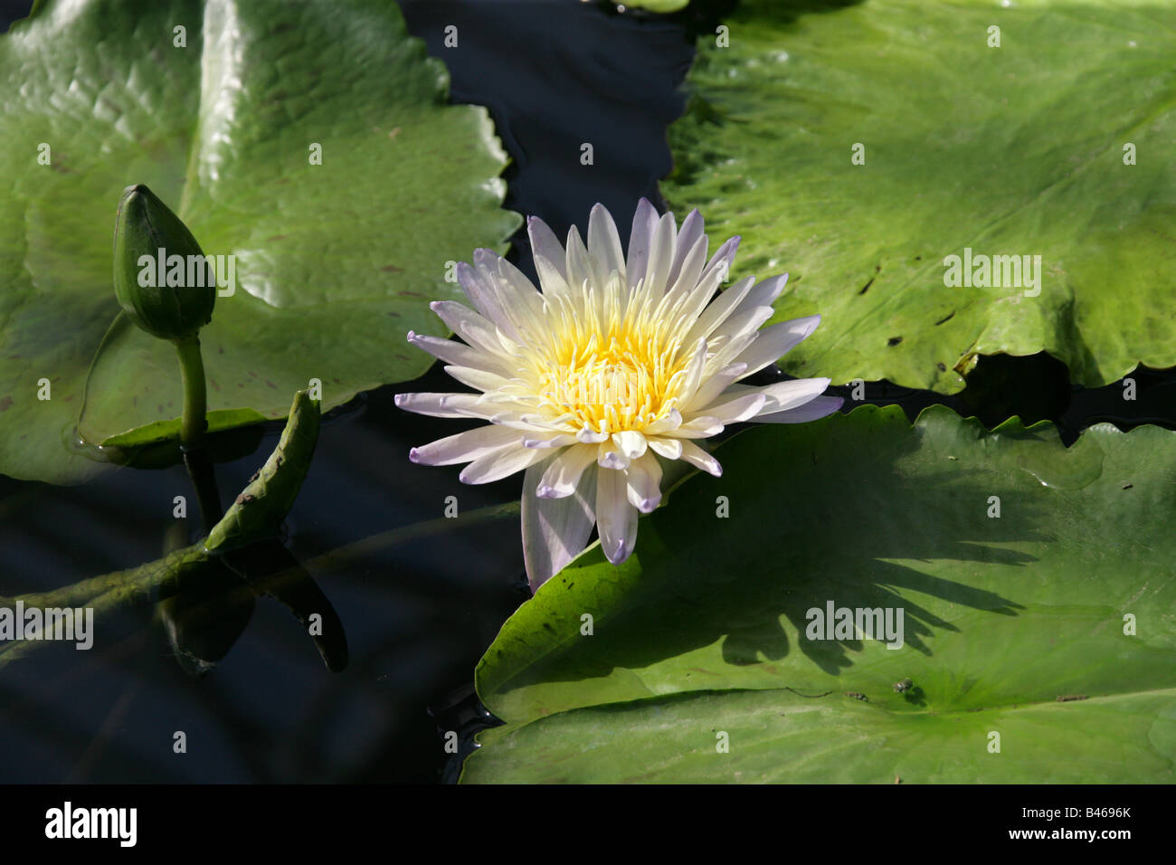 Water Lily Nymphaea Lynn Ellen Nymphaeaceae Stock Photo - Alamy