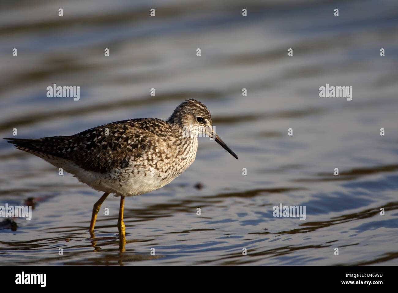 Birds wading in water hi-res stock photography and images - Alamy