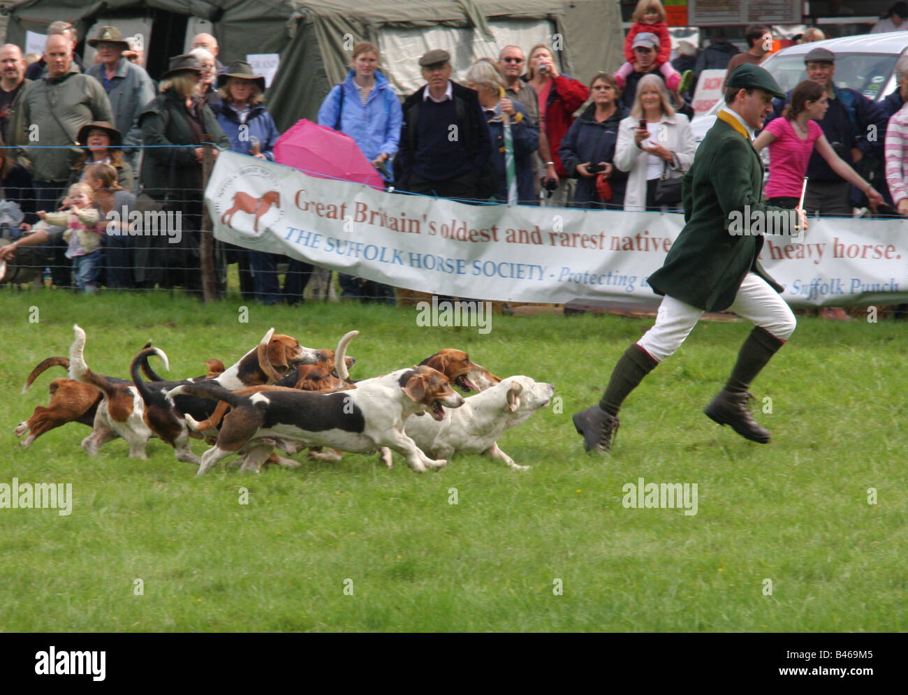 Working basset hounds Stock Photo - Alamy
