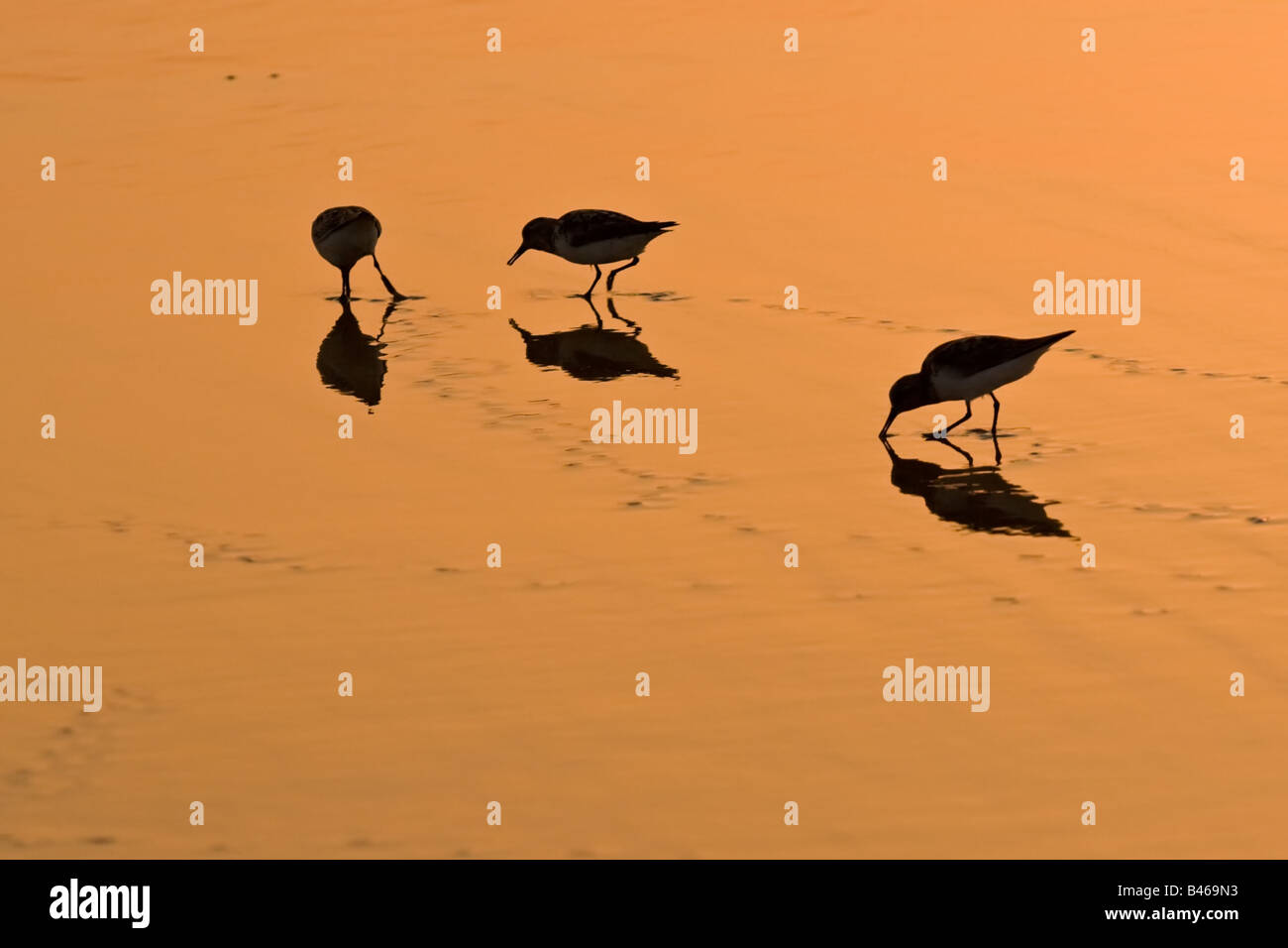 Birds on sand hi-res stock photography and images - Alamy