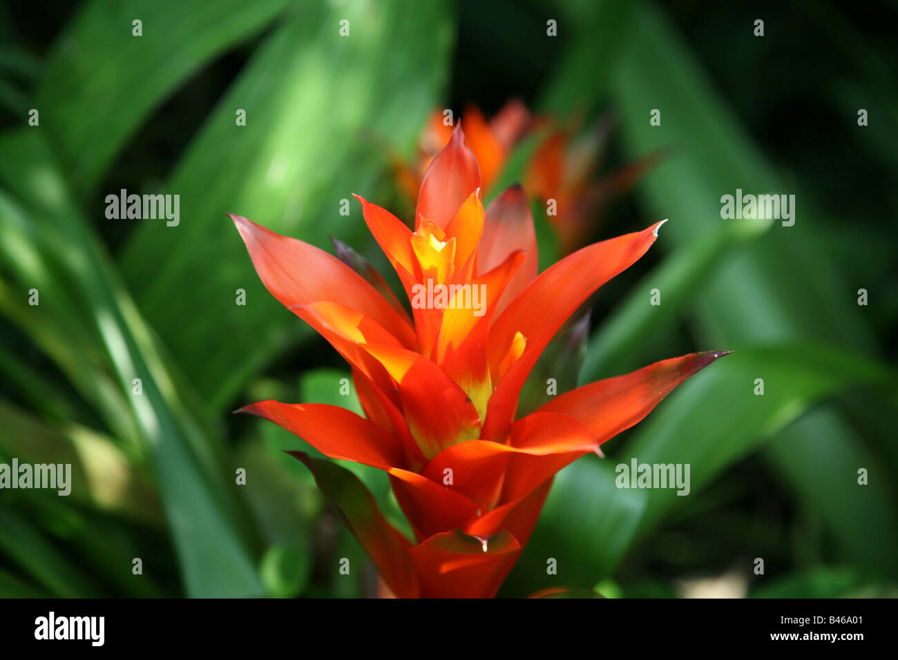 Red bromeliad hi-res stock photography and images - Alamy