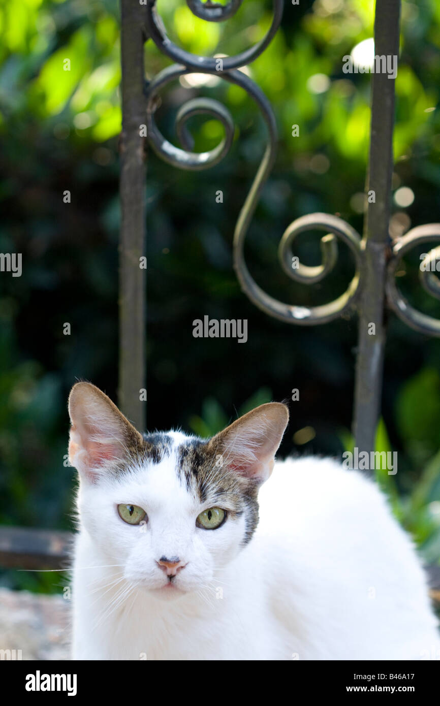 White Tabby Point cat with porch background Stock Photo - Alamy