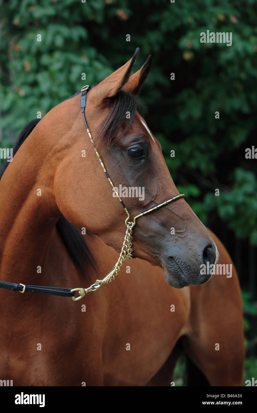 The bay arabian horse Stock Photo - Alamy